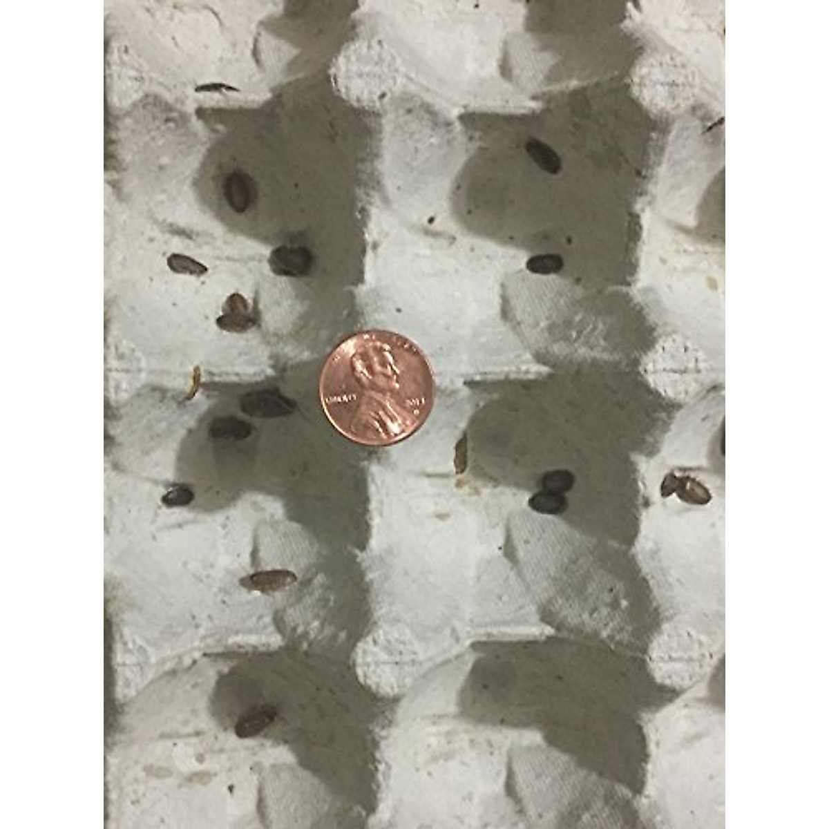 Bad Ass Bugs 250 Small Dubia Roaches