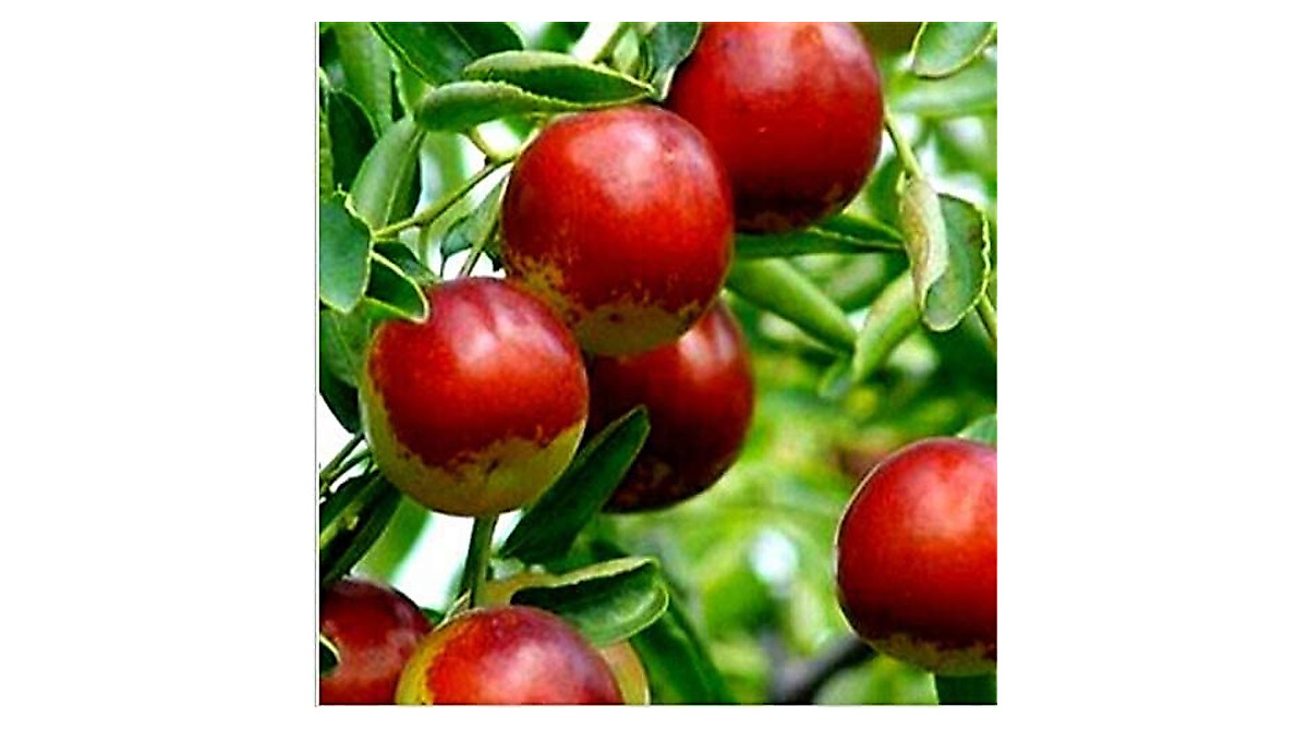 Chinese Date Bonsai Tree Seeds - 6 Rare Jujube Seeds