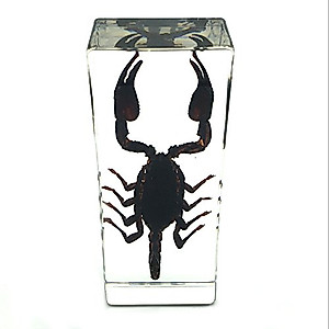 FUNSXBUG Real Black Scorpion Paperweights Specimen for Science Education Paperweight for Book for Office for Desk(4.4x1.6x1.1)