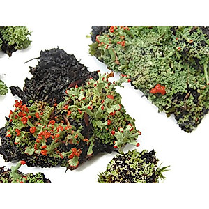 Tin Roof Treasure Live Lichen Assortment 4"x6" Bag for Terrariums and Fairy Gardens