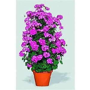 Dichondra Fresh 100pcs Climbing Geranium Flower Seed for Planting Light Violet