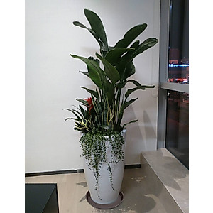 Angde Plant Saucer 10 Inch, 6 Pack of 10 inch Plant Tray, Heavy Duty Plastic Plant Saucers for Indoors Round, Plant Water Tray, Pot Trays Saucers for Planter 10-13" (Chocolate Brown)