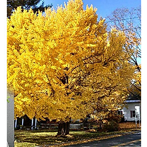Deciduous Bonsai, Ginkgo, Mini Forest Style, Turn Golden Yellow Leaves in Fall, 5 Years Old