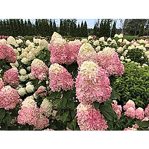 1 Gallon Limelight Prime Panicle Hydrangea (Paniculata) Live Plant, Green and Pink Flowers
