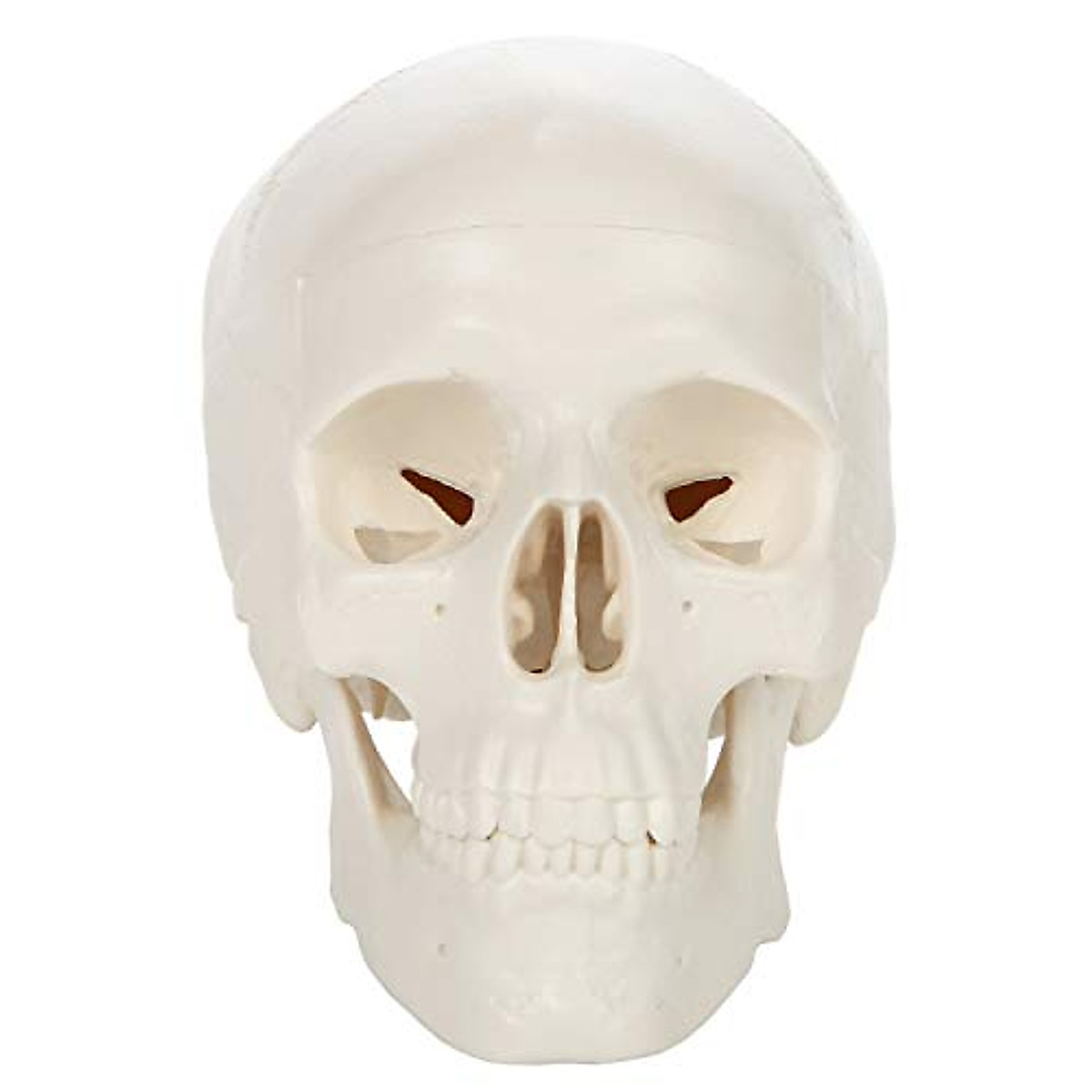Axis Scientific Miniature Human Skull Model, 3.5" Tall 3-Part Anatomical Mini Human Skull Model with Removable Skull Cap and Moving Jaw, Realistic Skull Anatomy Model, Includes Detailed Product Manual