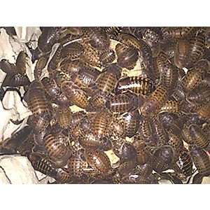 Bad Ass Bugs 200 Large Dubia Roaches