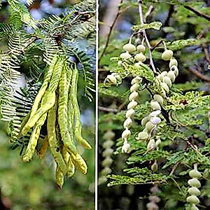 QAUZUY GARDEN 20 Seeds Thornless Argentine Mesquite Tree Seeds Prosopis Laevigata Alba Smooth Mesquite Seeds Non-GMO Seeds Easy to Grow