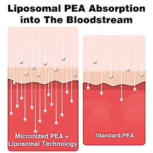 Liposomal Palmitoylethanolamide 1000 mg + Luteolin 100 mg, Micronized Pea 99% Highly Purified - Enhanced Absorption and Bioavailability, 60 Softgels