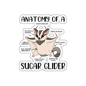 Teegarb Letter Blanket Sticker Decal Hilarious Anatomy of Glider Furry Mammal Pets Enthusiast Gliding Exotic Pet Stickers for Laptop Car 2" × 2" / Transparent