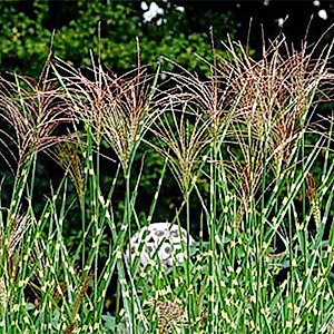 QAUZUY GARDEN 10 Seeds Zebra Grass Variegated Maiden Grass Miscanthus Sinensis Zebrinus Seeds Perennial Ornamental Grass Hardy Easy to Grow Low-Maintenance