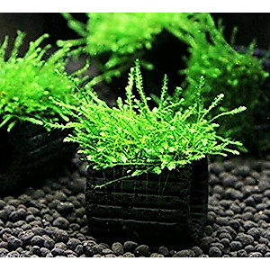 Greenpro Java Moss Live Freshwater Aquarium Plants Easy Ready to Grow