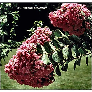 Large Seminole Tree Crape Myrtle, Matures 15ft+, Dark Coral Pink Flower Clusters, Excellent Yellow/Orange Fall Foliage, Beautiful Gray/Beige Bark, Ships 2-4ft Tall, Well Rooted in Pot with Soil (10)