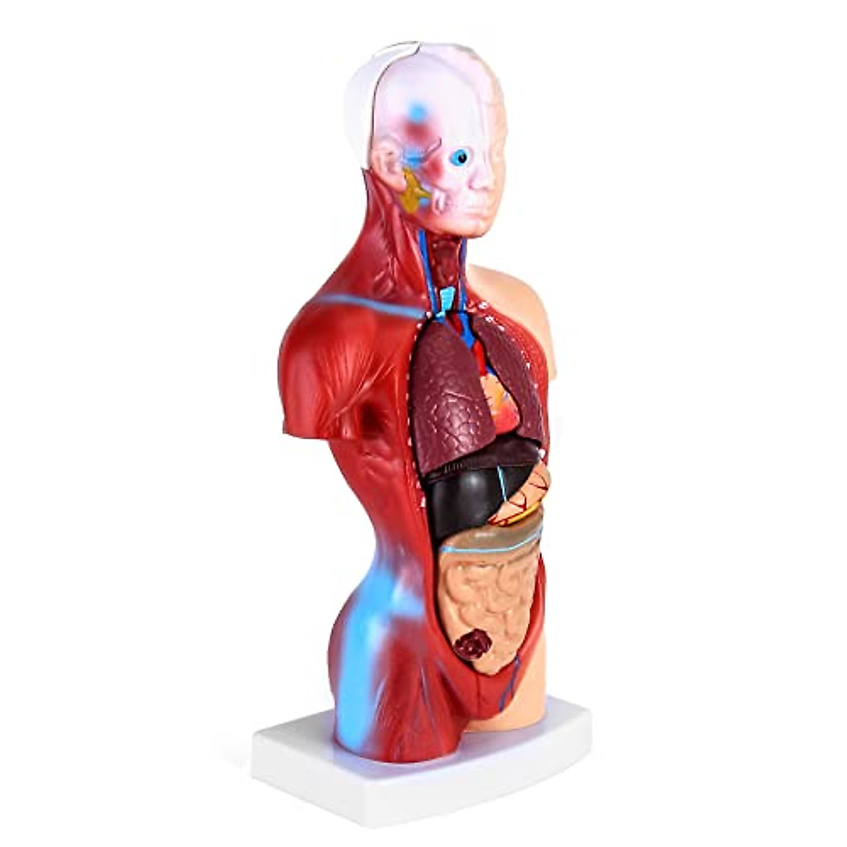 QWORK Human Body Anatomical Torso Doll, 15 Pcs 10-1/4" Detachable Removable Parts, Skeleton, Internal Organs, Visceral, Brain, with Detailed Instructions Manual