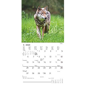 Wolves 2024 Brochure Calendar 30 x 30 cm (30 x 60 Open) Calendar with Space for Notes Wolves Picture Calendar Wall Planner Alpha Edition