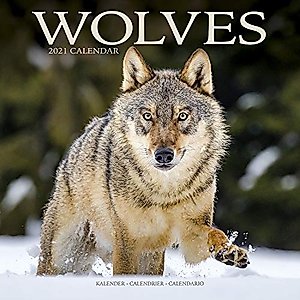 Wolf Calendar - Wolves Calendar - Calendars 2020 - 2021 Wall Calendars - Animal Calendar - Wolves 16 Month Wall Calendar by Avonside