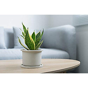 Live Snake Plant, Sansevieria trifasciata Superba, Fully Rooted Indoor House Plant in Pot, Mother in Law Tongue Sansevieria Plant, Potted Succulent Plant, Houseplant in Potting Soil by Plants for Pets