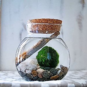 Decorative Balls for Fish Tank Water Grass Moss Live Aquarium Plant Aquatic Plant Ornament 4pcs(3.5cm/1.37in) Free Fish Tank Decoration Stone 8PCS