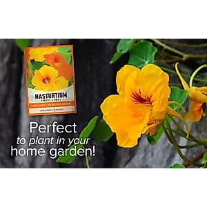 Nasturtium Flower Seeds for Planting (Dwarf Jewel) - Edible Flower Open Pollinated, Non-GMO Annual Flower Seed for Flower Gardens by Gardeners Basics