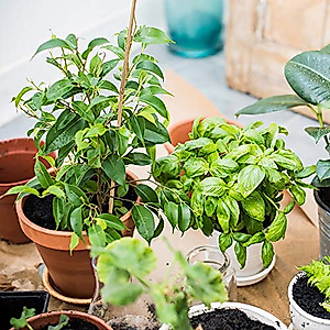 Pllieay 20PC 1.33'/16 Inch Natural Thick Bamboo Stakes Garden Stakes Bamboo Sticks Plant Stakes for Outdoor Plants and Indoor Plants, Potted Plants Tomato Plant Support