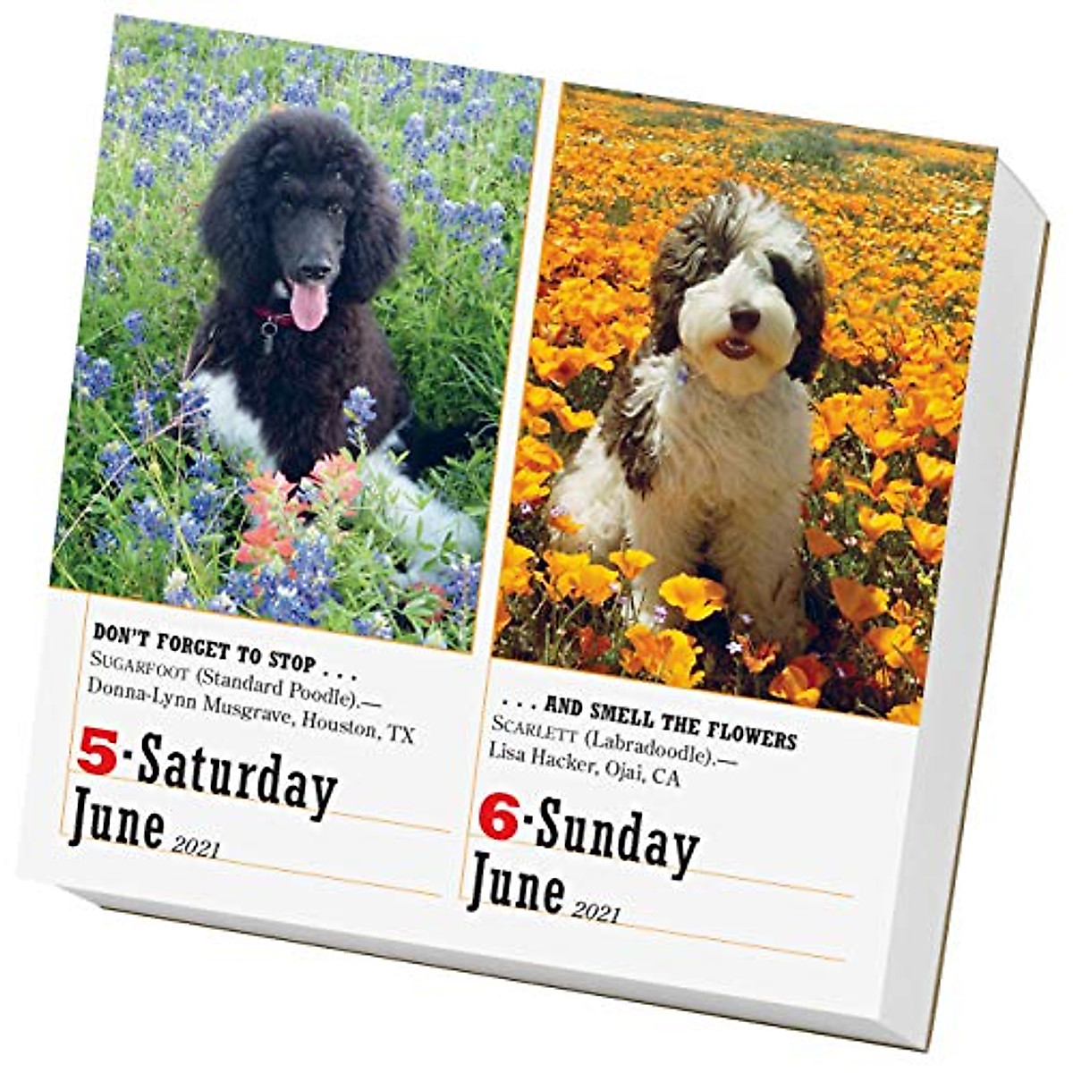 365 Dogs Page-A-Day Calendar 2021