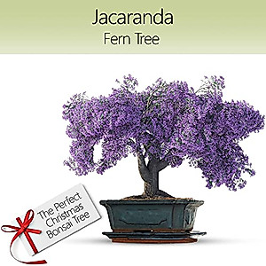 Bonsai Starter Kit – 1x Bonsai Tree | Complete Indoor Starter Kit for Growing Plants with Bonsai Seeds, Tools & Planters – Gardening Gifts for Women & Men