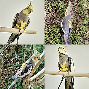 VANFAVORI Bird Harness with Buckle Clip and a Leash, Easy to Wear for Bird Parrots Cockatiel S Size Weight 85-105 Grams, Yellow