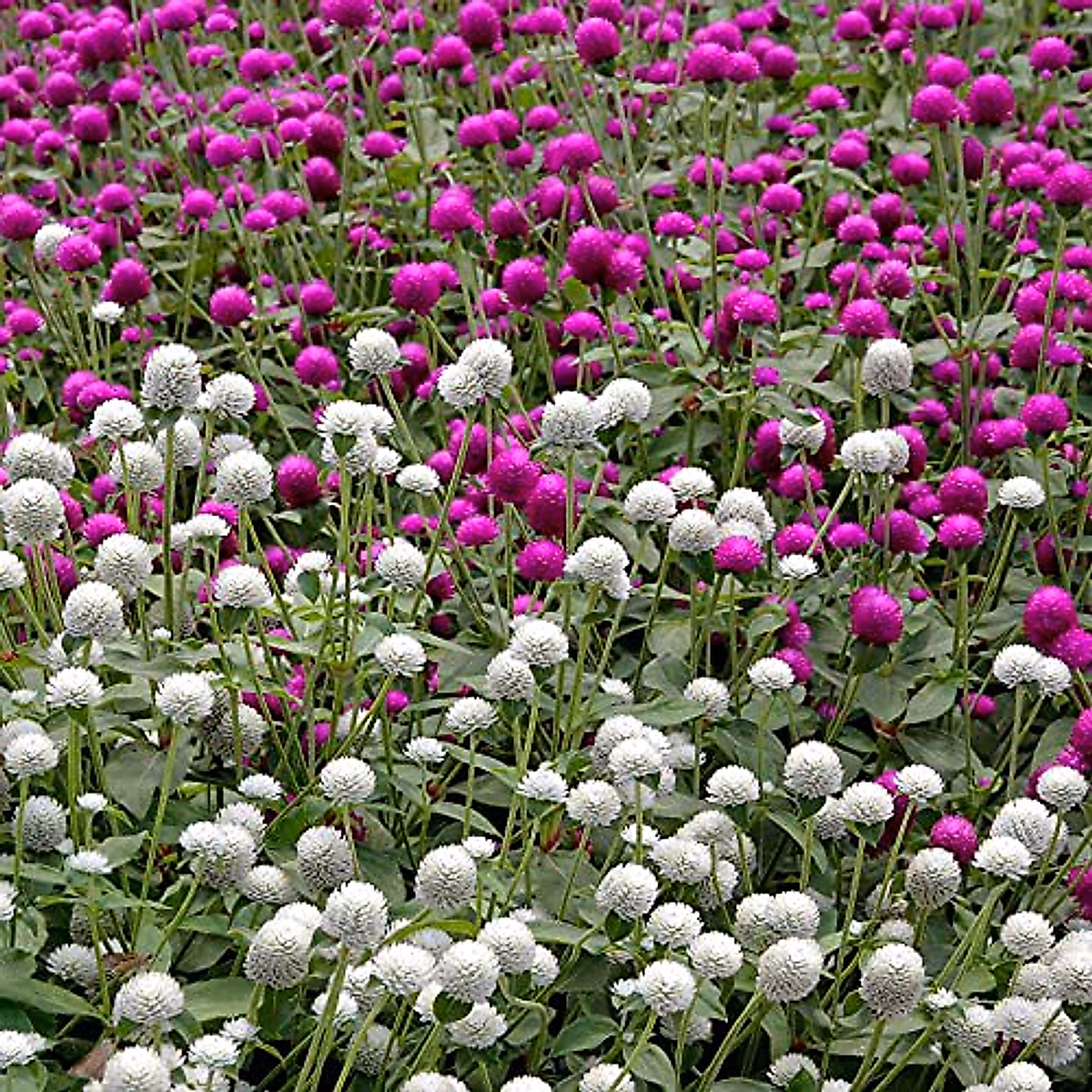 Outsidepride Globe Amaranth Gomphrena Globosa Garden Cut Flower Seed Mix - 1000 Seeds