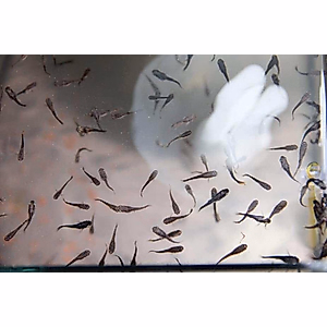 Live Guppy Fry Pack of 6 Baby Guppy Fish - Assorted Colors - 6 Fancy Guppy Fry Live Fish