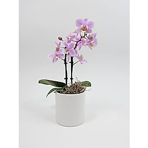 Athena's Garden's 3" Double Spike Phalaenopsis, Pink Blooms and Color-Assorted
