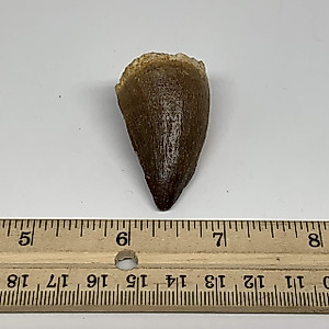24.9g, 1.8"x1.1"x1" Fossil Mosasaur Tooth Reptiles, Cretaceous from Morocco,B12813
