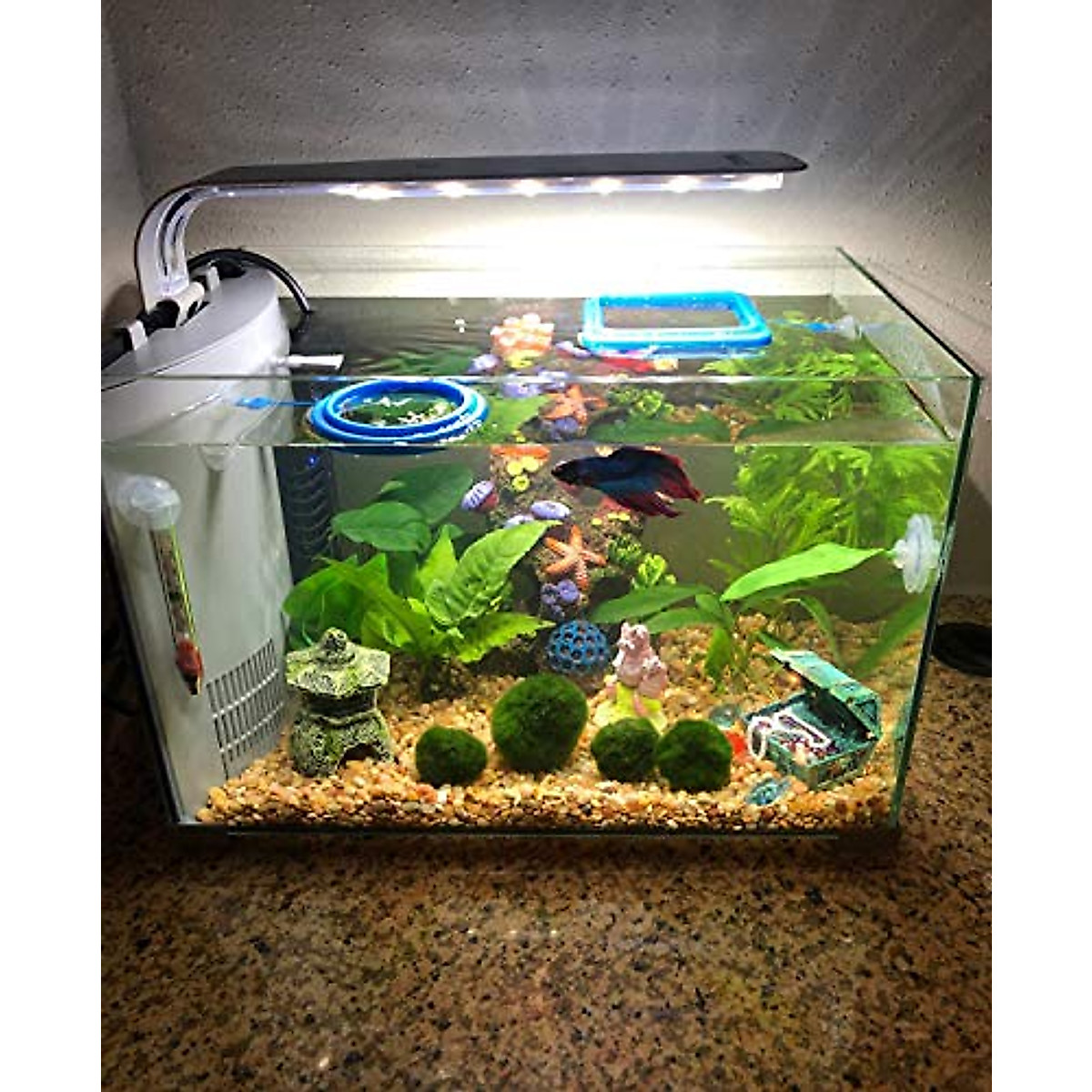 QA 2 Pieces Fish Feeding Ring Aquarium Fish Safe Fixed-Point Floating Fish Food Feeder Circle Square and Round with Suction Cup, Reduces Wastage and Maintains Water Quality for Fish Tank
