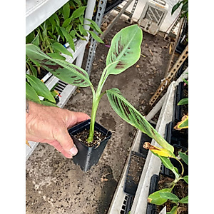 Dwarf Red Banana - Edible Red Banana - Sumatrana “X” Cross Banana