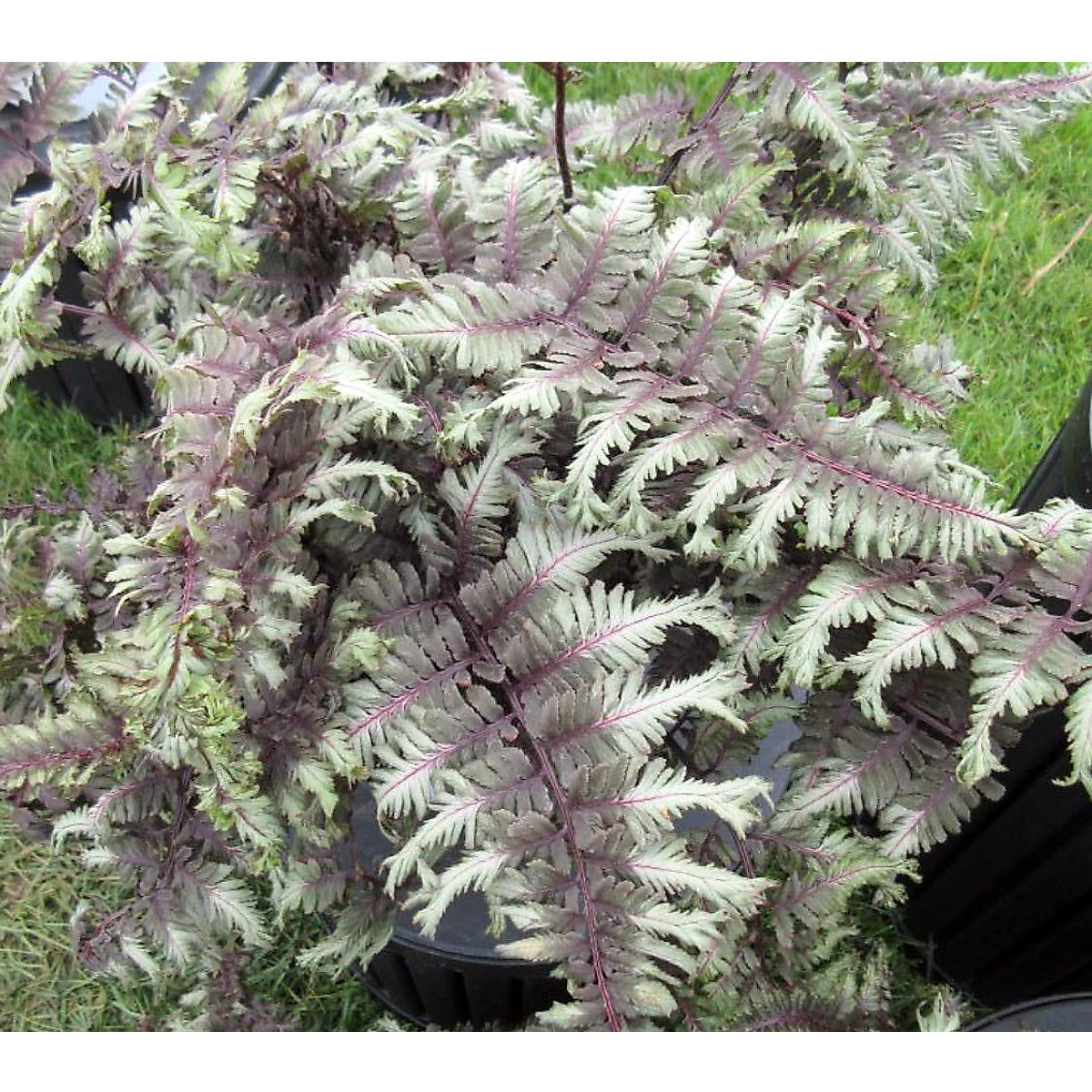 Crested Surf Japanese Painted Fern - Athyrium - Hardy - Proven Winner-Gallon Pot