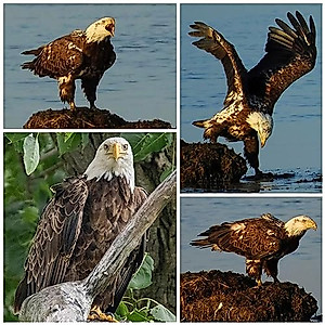 Ultra Telephoto 420-800mm F8.3 Manual Zoom Lens for Nikon DSLR F-Mount Cameras(D850 D810 D800 D610 D750 D500 D7200 D7500 D7100 D5600 D5300 D600 D3500 D3400 D3300 D3200 D5200 D5100 D5000 D7000 D700)