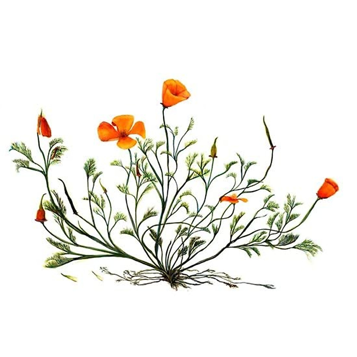 CafePress California Poppy Mugs Ceramic Coffee Mug, Tea Cup 11 oz