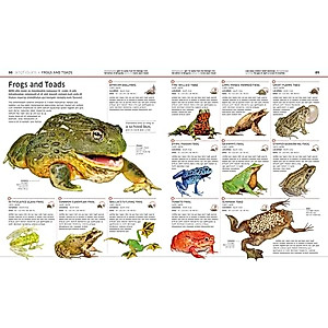 Animal! (DK Knowledge Encyclopedias)