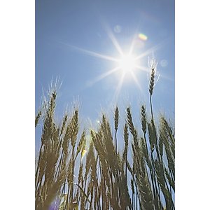 Posterazzi Green Wheat Field Central Alberta Canada Poster Print, (24 x 38)