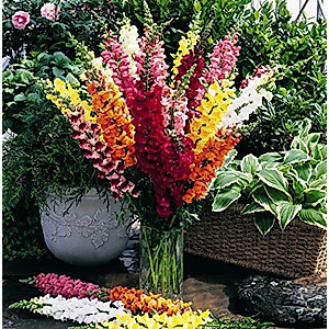 Multicolor Tall Snapdragon Seed Mix 1000+ Seeds for Planting Non-GMO