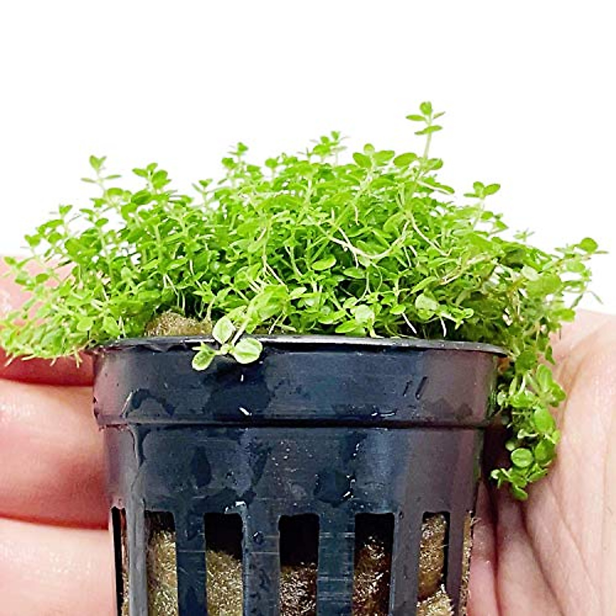 Planterest - Dwarf Baby Tears Hemianthus Callitrichoides 'Cuba' Potted Live Aquarium Plant Tropical Freshwater Decorations BUY2GET1FREE