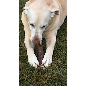 1- Large Antler, Whole, Single Pack –Large, All Natural Premium Grade A. Antler Chew. L=6-10” Naturally Shed, and Made in The USA. NO Odor, NO Mess. GUARENTEED SATISIFACTION. for Dogs 40-80 LBS