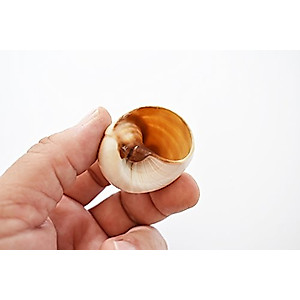 Set of 35 Hermit Crab Shells Assorted Changing Seashells Small 1/2"-2" Size (Opening Size 1/4" - 1") Mega Pack