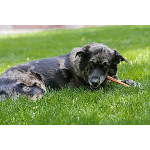 Top Dog Chews - Thick 12 Inch Bully Sticks, 100% Natural Beef, Free Range, Grass Fed, High Protein, Supports Dental Health & Easily Digestible, Dog Treat, 10 Pack