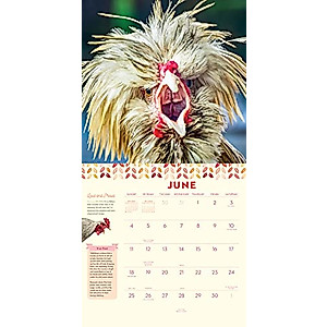 How to Speak Chicken Wall Calendar 2023: A Year of Chickens Doing What They Do & Saying What They Say