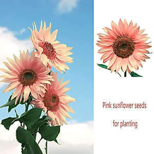 200pcs Pink Sunflower Seeds for Planting, Heirloom and Non-GMO Seeds, Bonsai Plant Office Home Garden Yard Floral Decor Easy to Plant and Grow (Helianthus annuus)