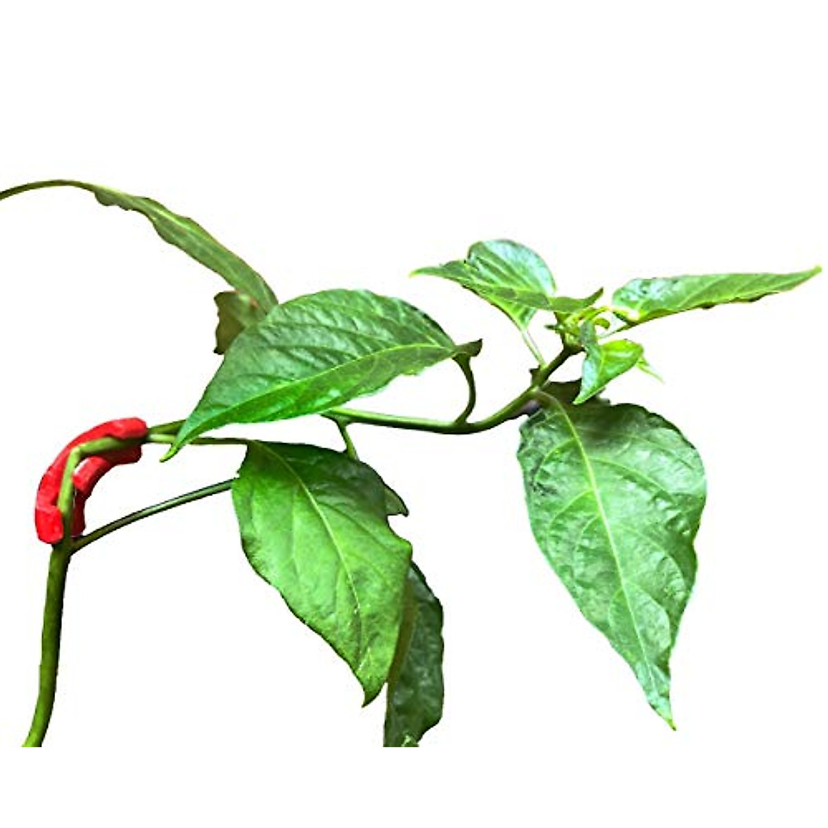 HMG 90 Degree Plant Bender (35 Pack) for Low Stress Training (LST) and Plant Training