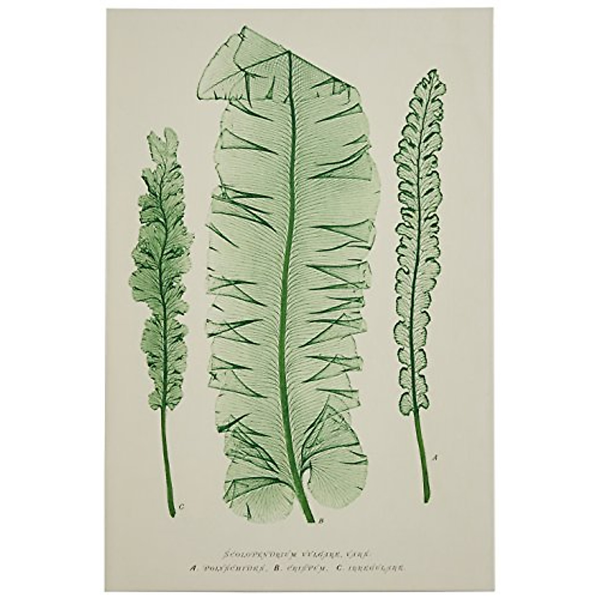 Amazon Brand – Stone & Beam Modern Green on White Botanical Canvas Print Wall Art, 16" x 24"