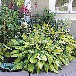 Amazing Deal - 24 Hosta Bare Roots Plants w/Planting Shovel - Mixed Heart-Shaped, Rich Green Foliage, Attracts Butterflies, Hummingbirds & Pollinators, Low Maintenance & Extremely Hardy - Zones 3–9