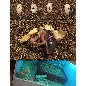 Organic Vermiculite Granules for Plants and Gardening (10 Quarts)