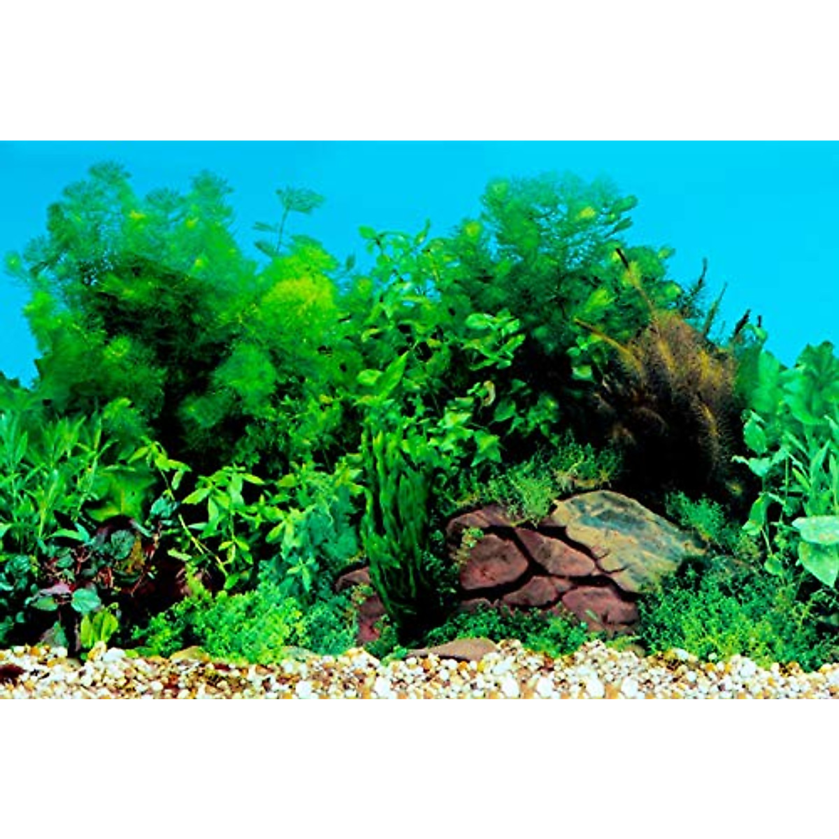LENDAWAY New Undersea Coral, Seaweed Background Aquarium Background Decoration 25 x 15（inch）