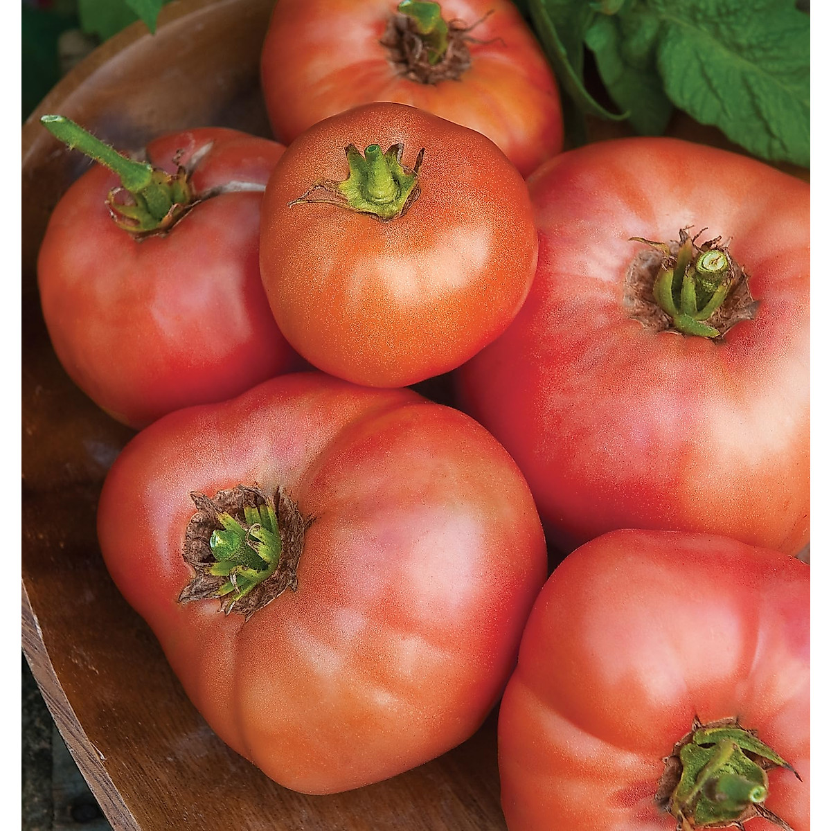 Burpee 'Brandywine', Pink Beefseak Tomato, 90 Non-GMO Seeds